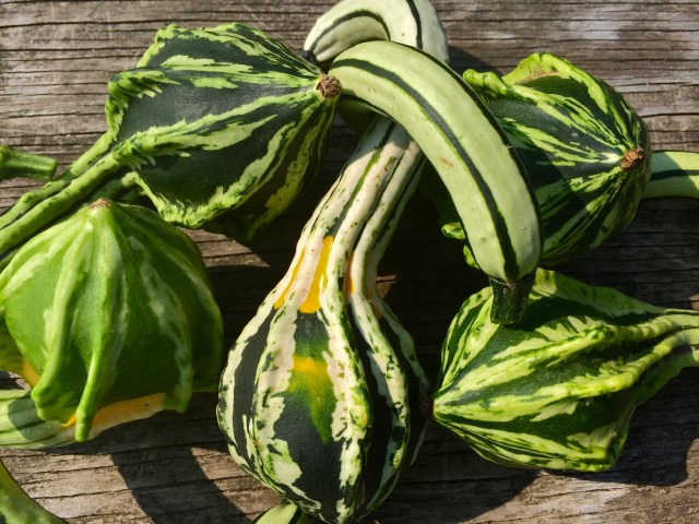 Gourd Gosh – albert vick